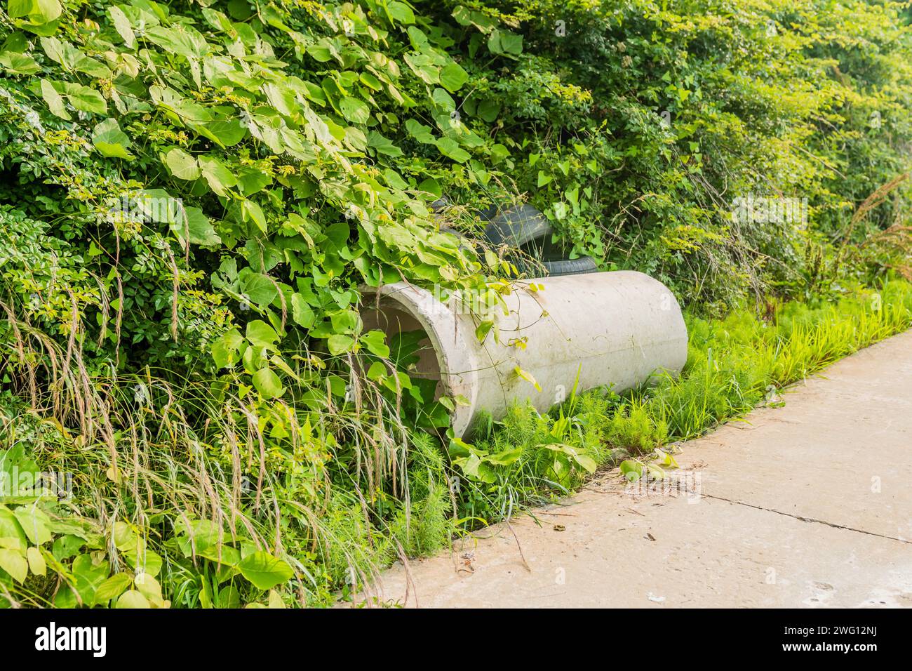 Section of round concrete culvert in tall grass next to concrete ...