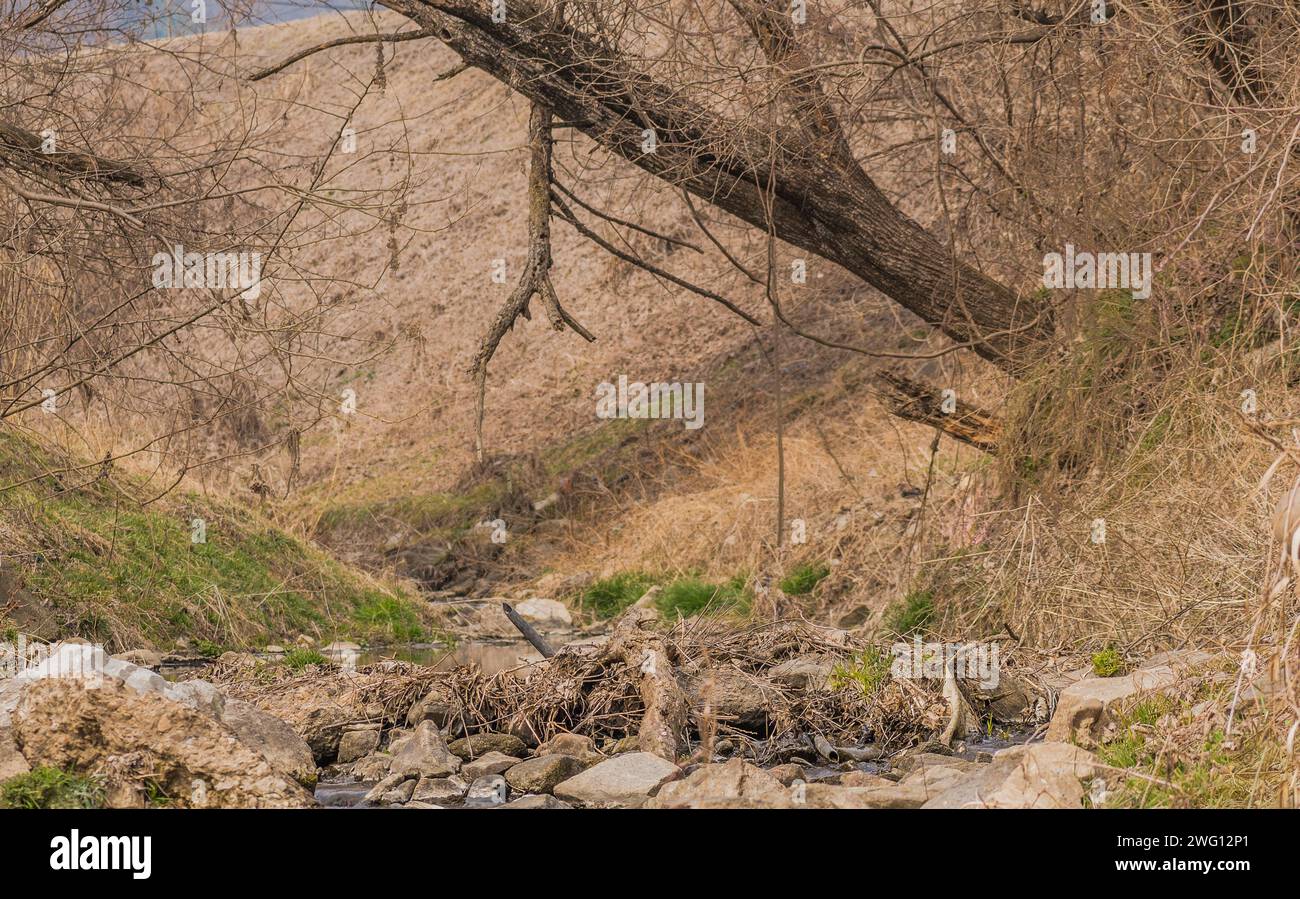 Small creek tree hi-res stock photography and images - Alamy