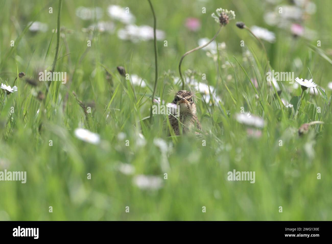 Eurasian skylark (Alauda arvensis), chick sitting in a flower meadow ...