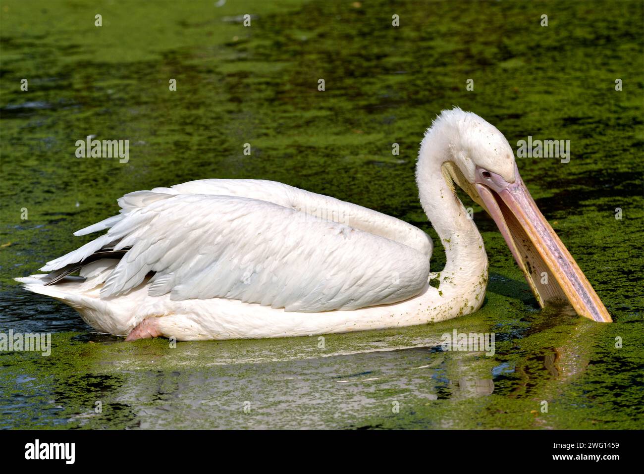 Closeup of white pelican (Pelecanus onocrotalus) on the water among ...