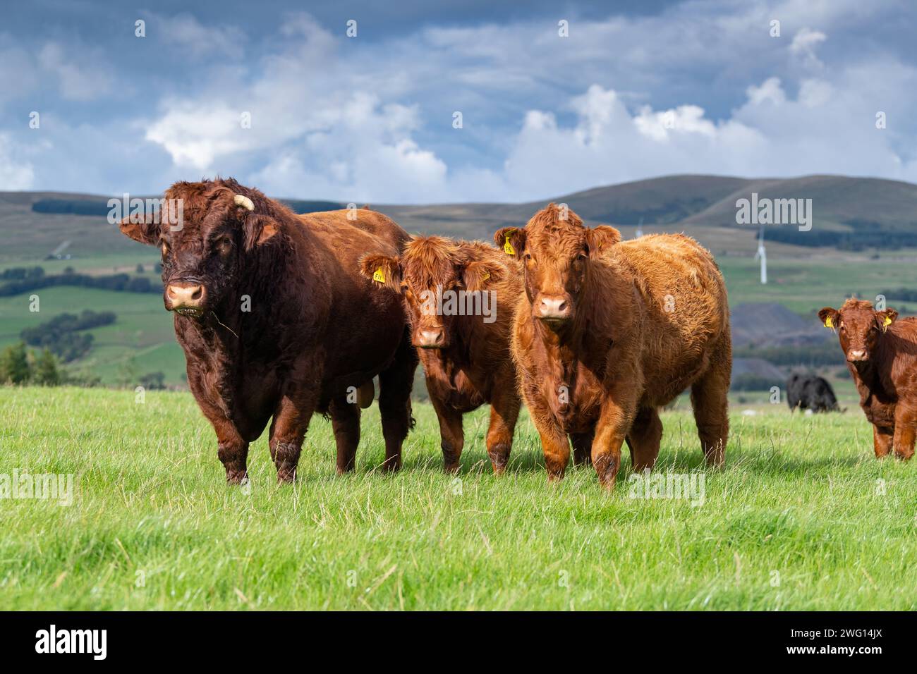 Luing bull with his herd of cattle on upland pasture near Sanquhar ...