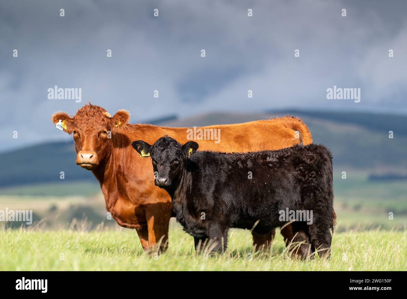 Luing cattle, a hardy native Scottish beef breed, with Angus sired ...