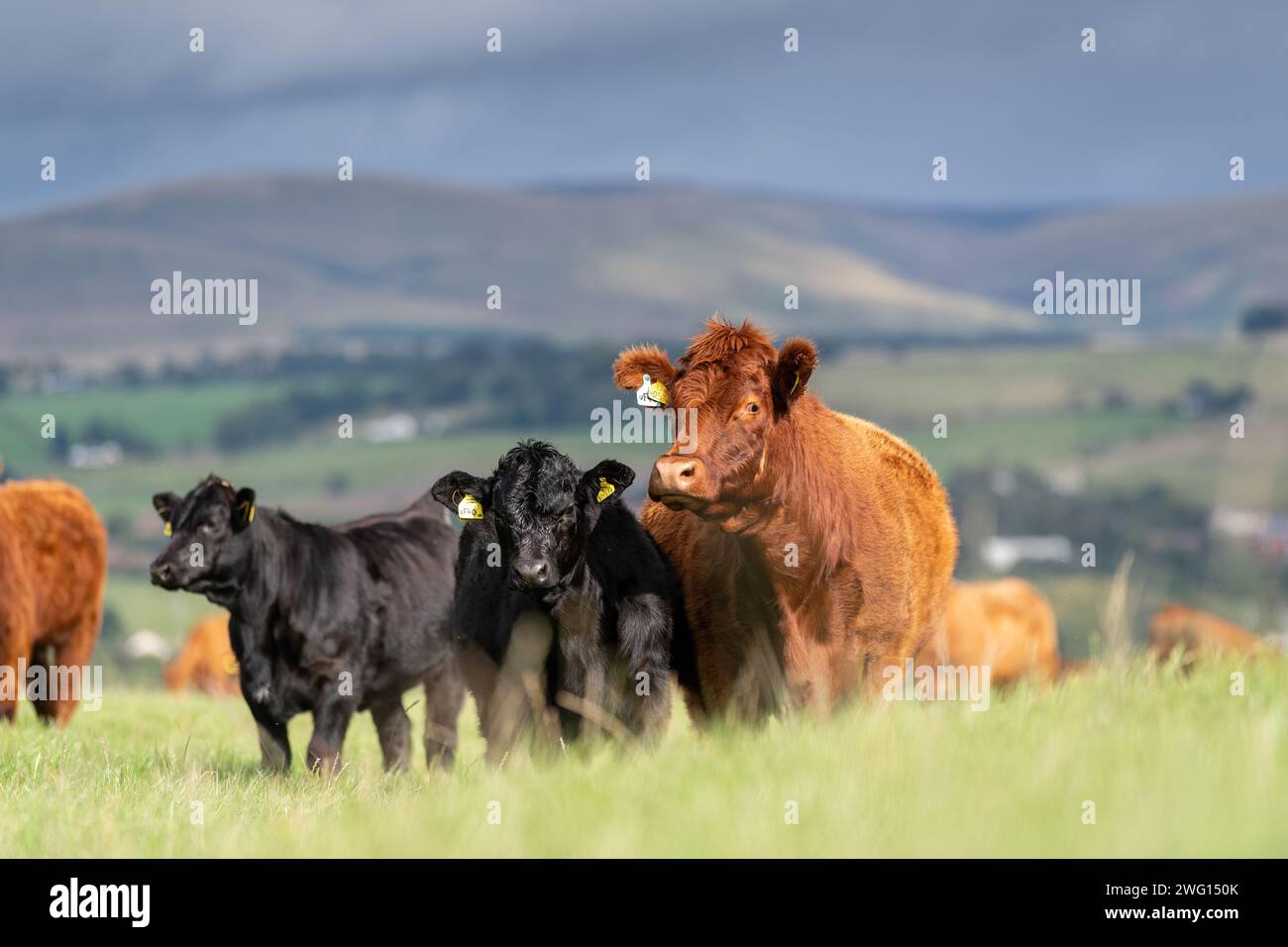 Luing cattle, a hardy native Scottish beef breed, with Angus sired ...