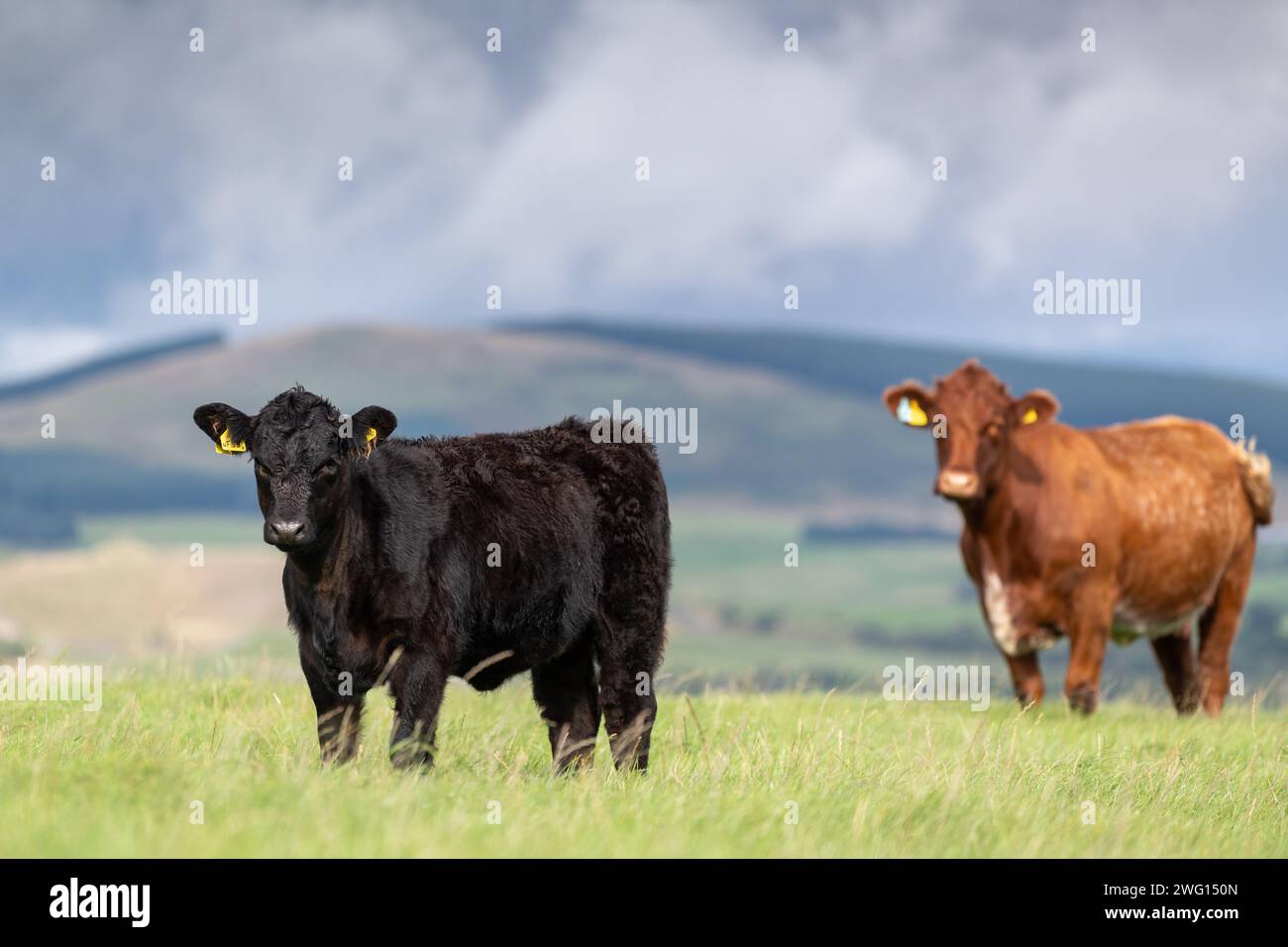 Luing cattle, a hardy native Scottish beef breed, with Angus sired ...