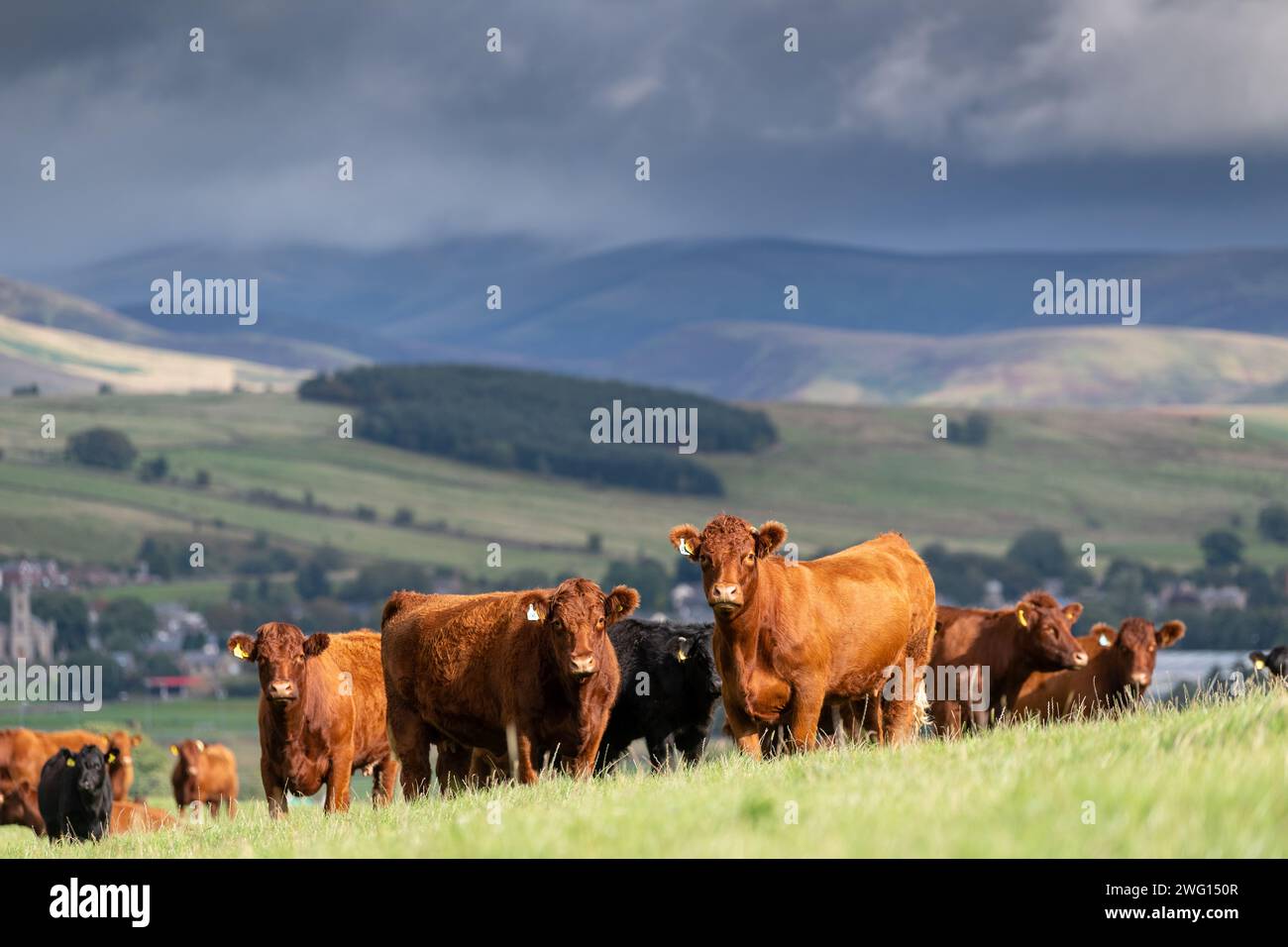 Luing cattle, a hardy native Scottish beef breed, with Angus sired ...