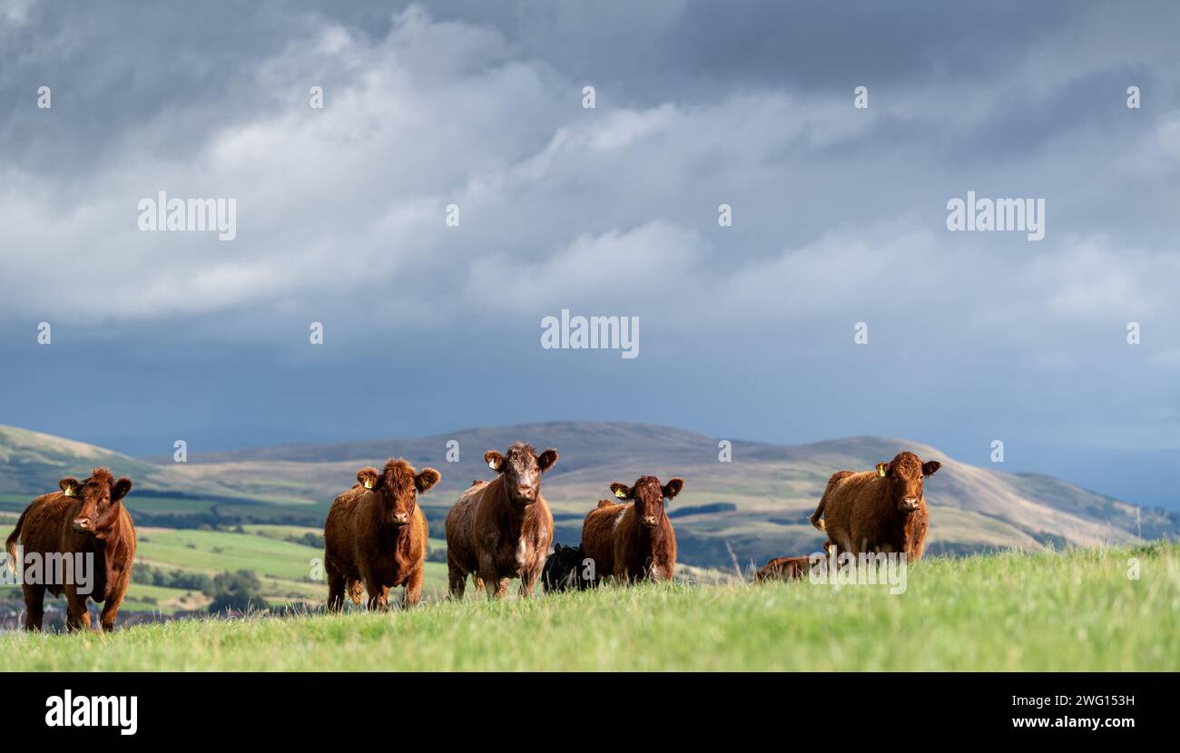 Luing cattle, a hardy native Scottish beef breed, with Angus sired ...