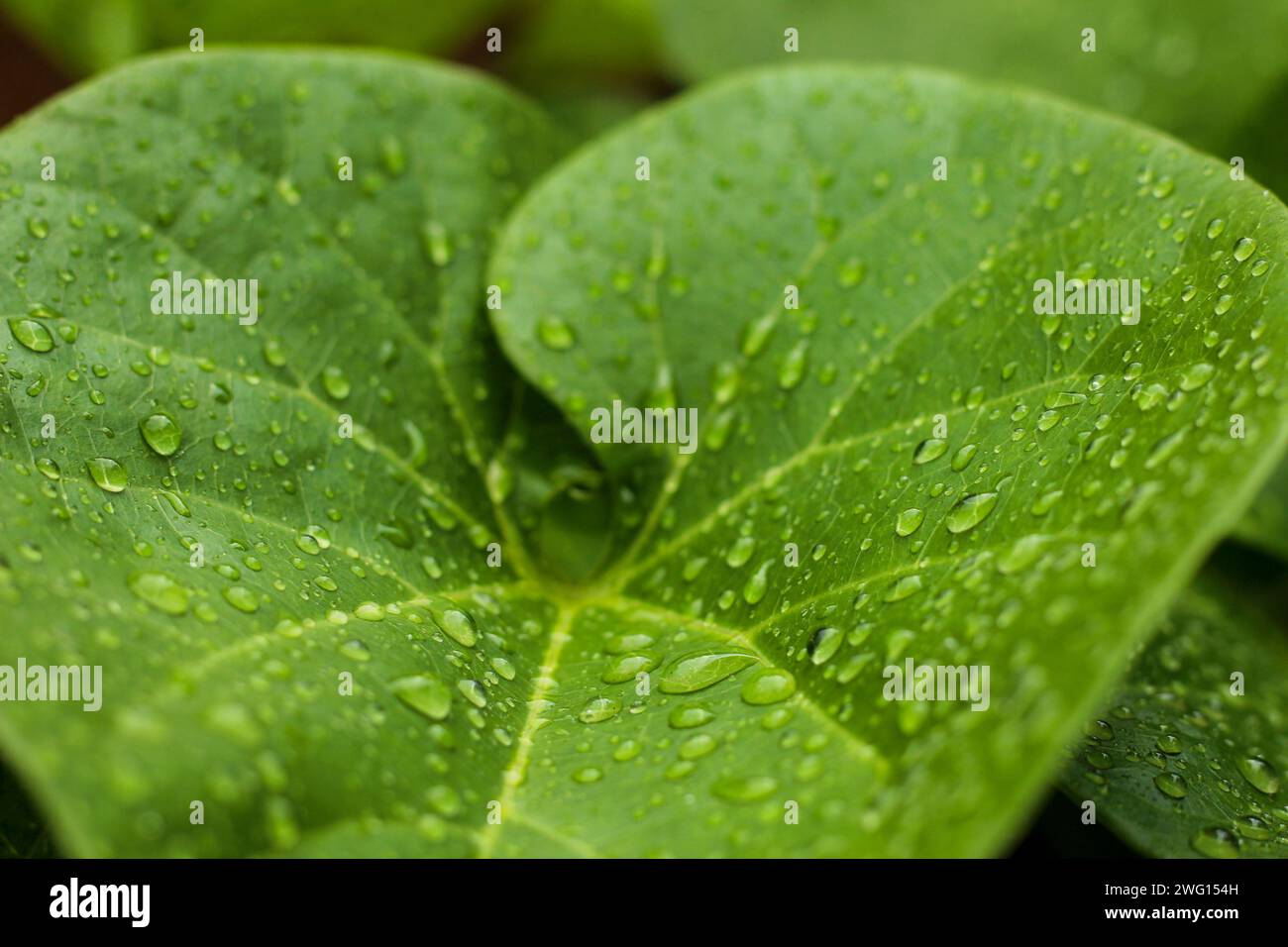 Leafy rainfall hi-res stock photography and images - Alamy