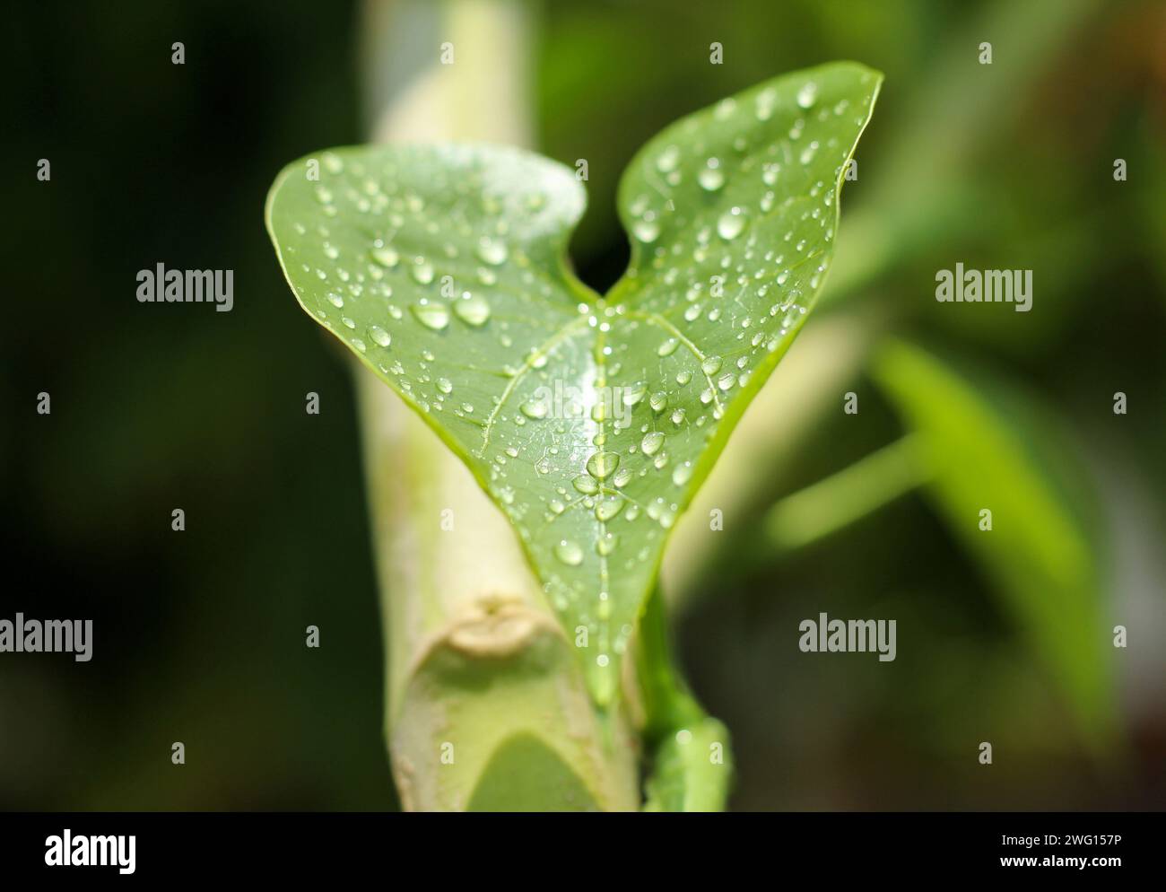 Droplet dance hi-res stock photography and images - Alamy