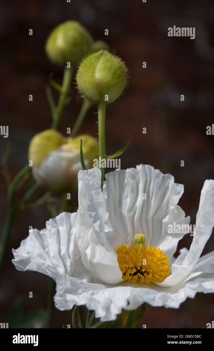 Romneya coulteri (Tree Poppy) in the gardens of Sizergh Castle, Cumbria ...