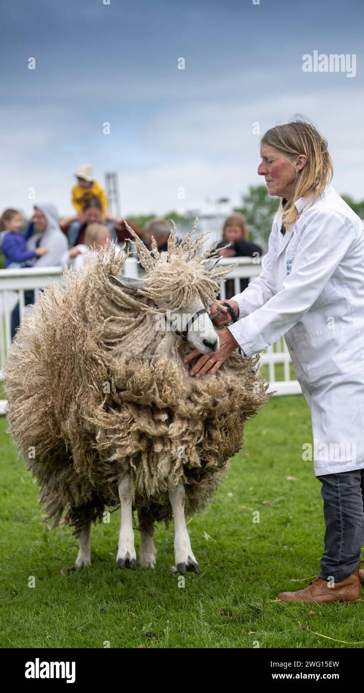 Leister longwool hi-res stock photography and images - Alamy