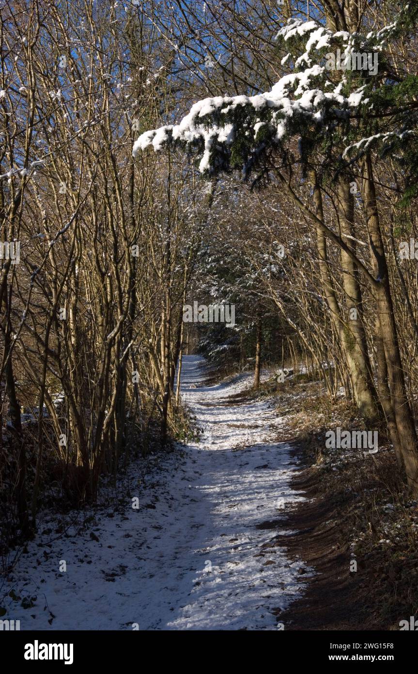 A snow covered pathway leading into Eaves Wood, near Silverdale ...
