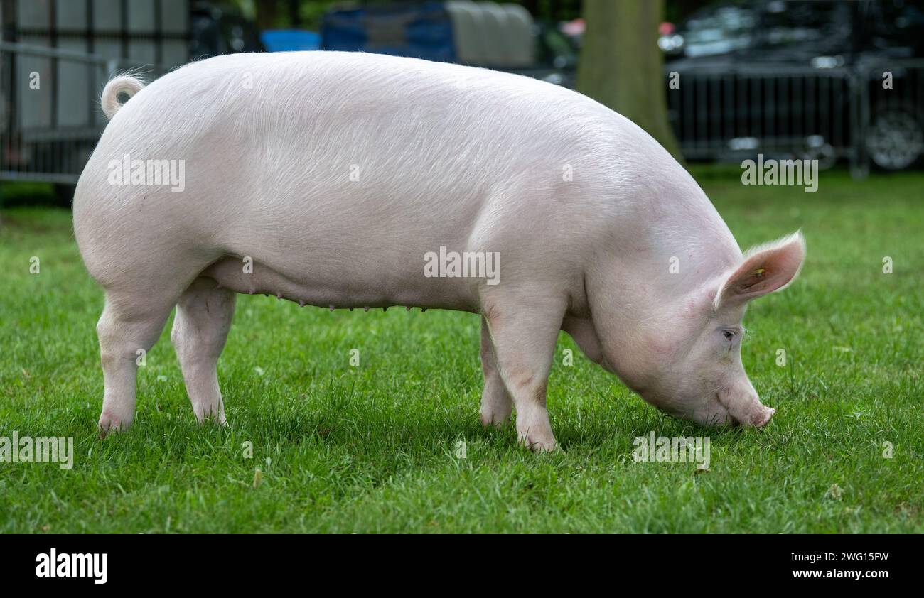 Large White Pig, Staffordshite County Show Stock Photo - Alamy