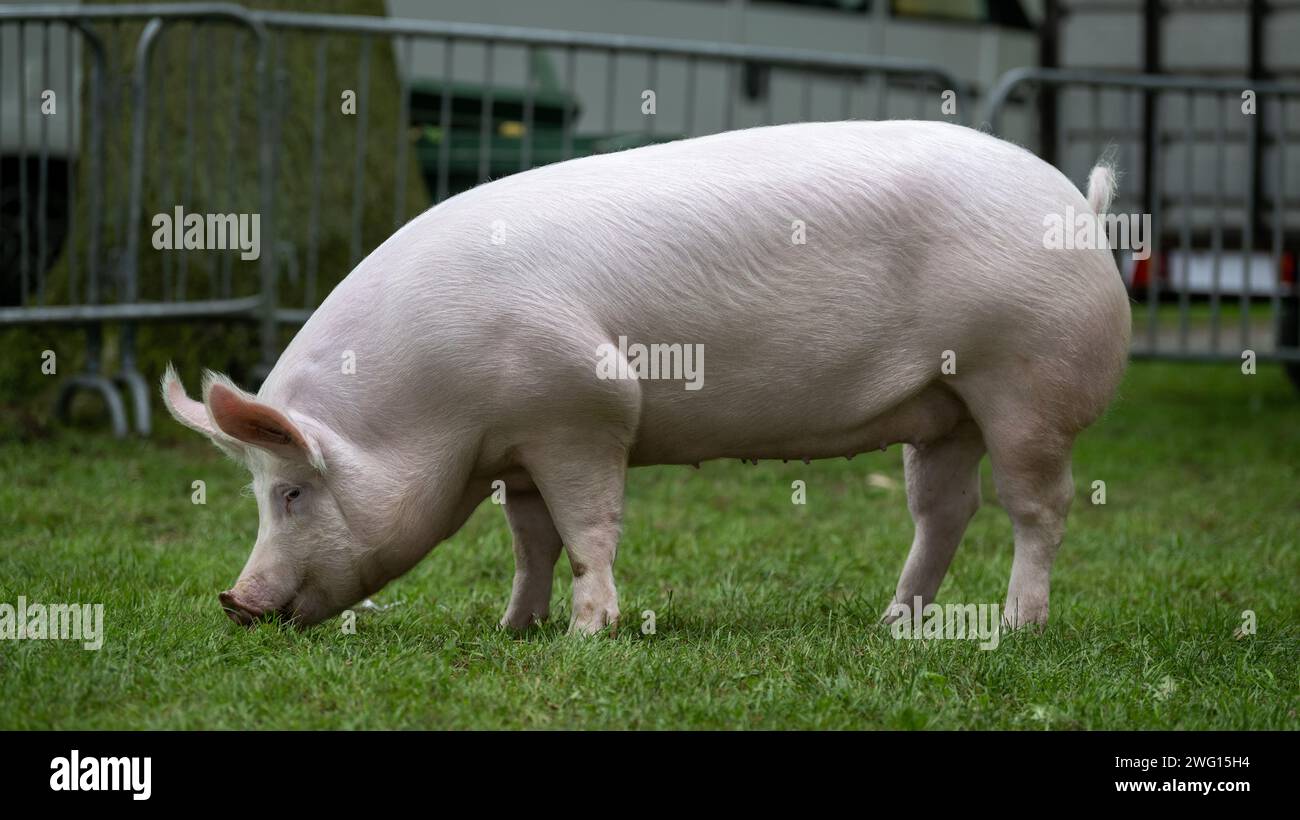Large White Pig, Staffordshite County Show Stock Photo - Alamy