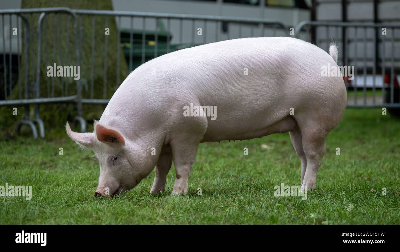 Large white pig hi-res stock photography and images - Alamy