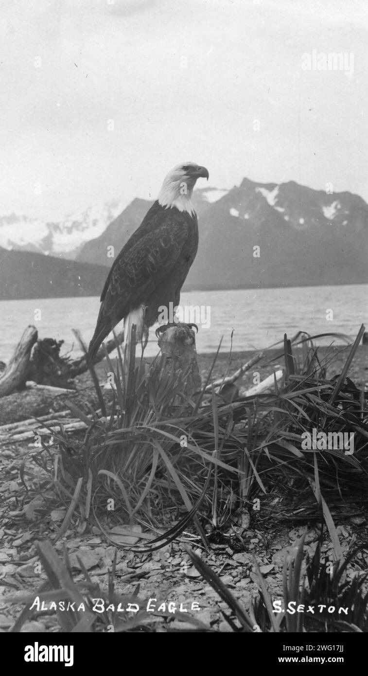 Alaskan raptor Black and White Stock Photos & Images - Alamy