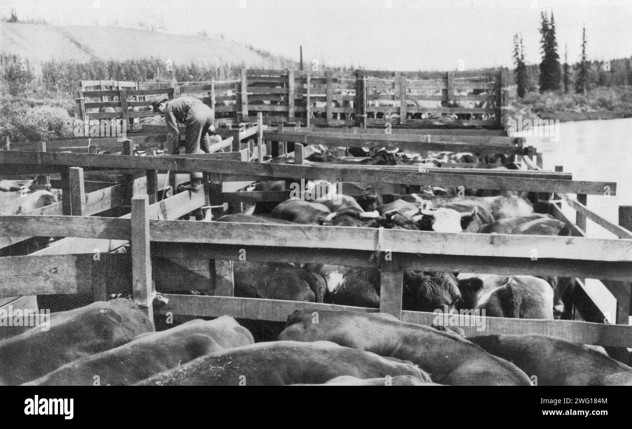 Barge of cattle, between c1900 and 1916 Stock Photo - Alamy