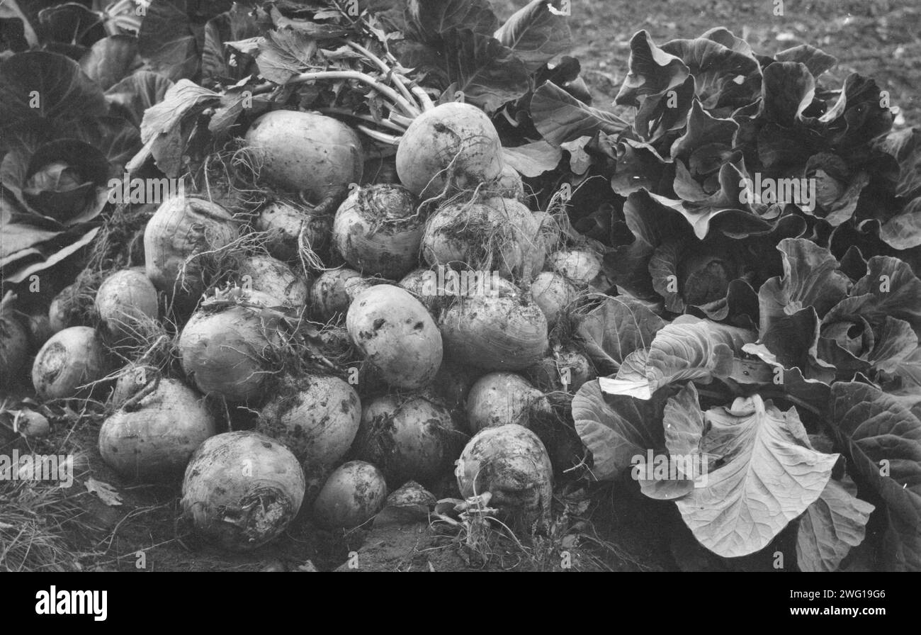 Close up of turnip Black and White Stock Photos & Images - Alamy