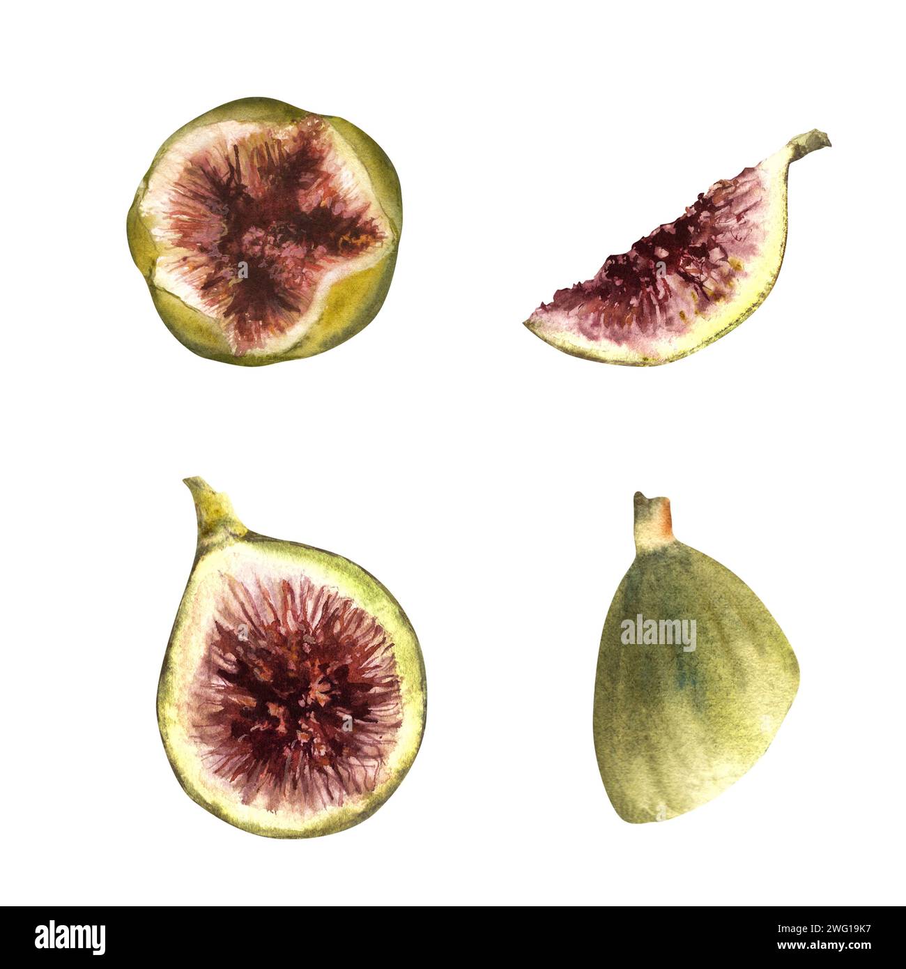 Ripe, juicy green fig fruits, whole and cut fruit. Hand drawn ...