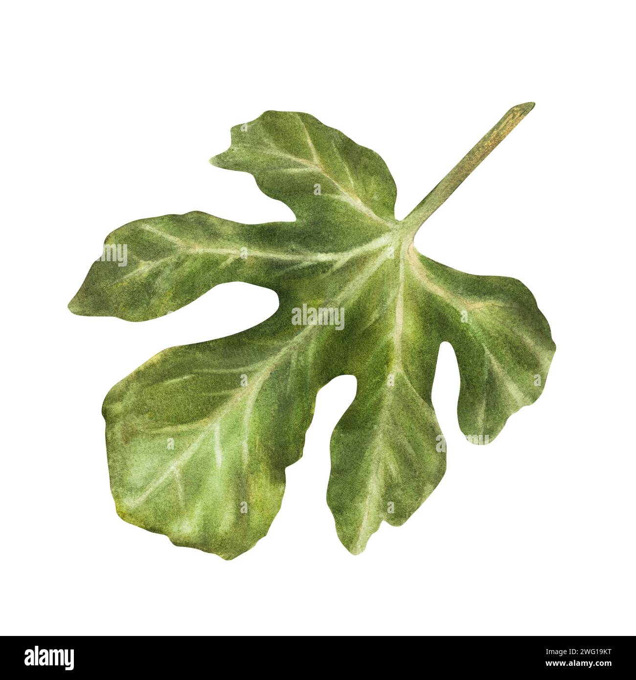 Green fresh leaf plucked from a fig tree. Plant, herbal natural ...