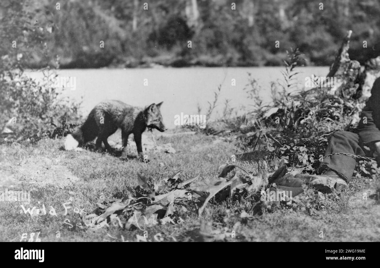 Wild feature Black and White Stock Photos & Images - Alamy