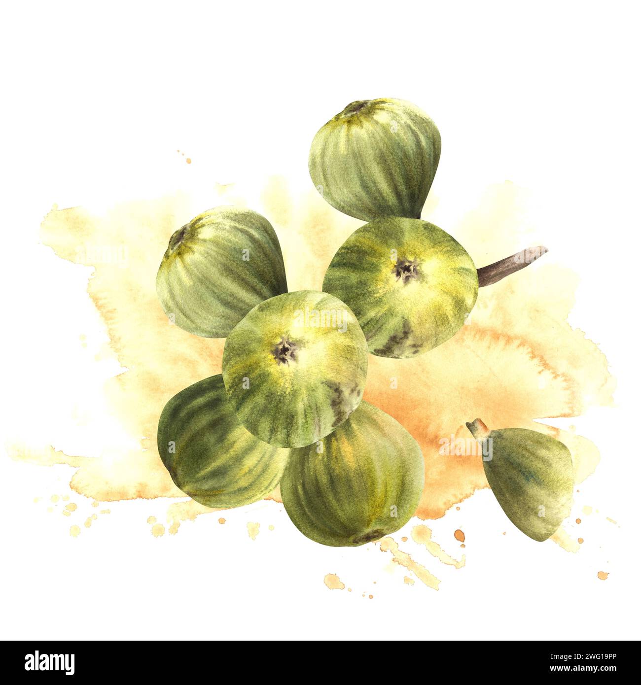 Ripe, juicy green figs whole fruit, hanging on a branch on watercolor ...