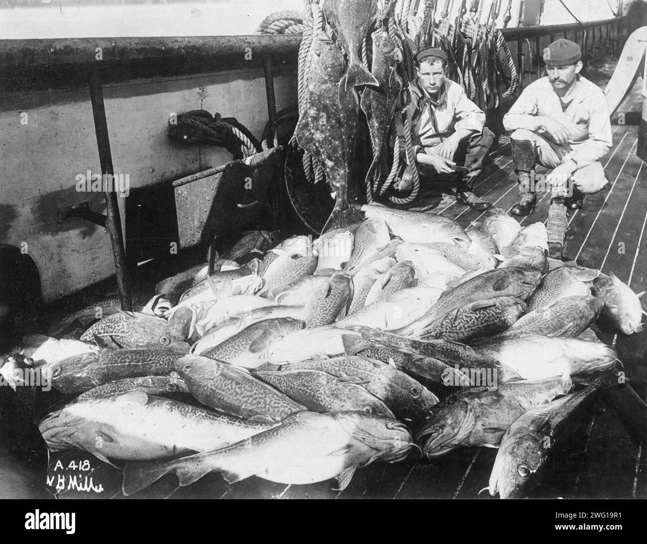Halibut Black and White Stock Photos & Images - Alamy
