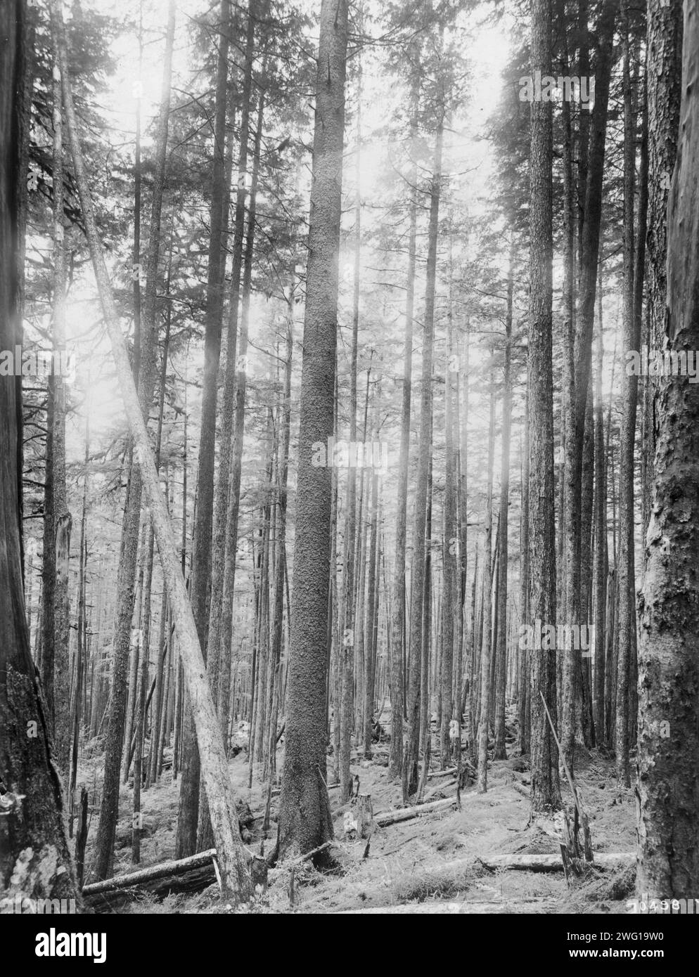 American white spruce Black and White Stock Photos & Images - Alamy