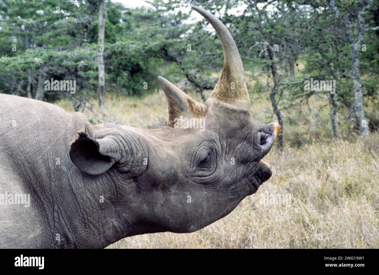 Archival image Sweetwaters safari estate Kenya. A black rhino puckers ...