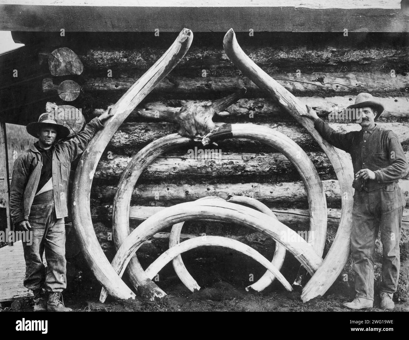 Ancient bones of mastodons, between c1900 and c1930 Stock Photo - Alamy