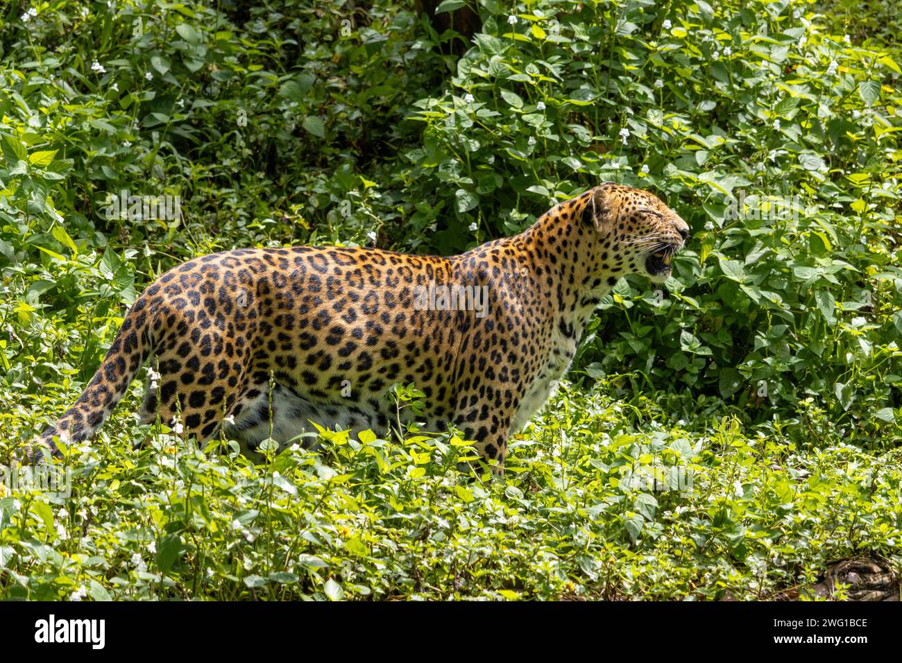 Indochinese leopard hi-res stock photography and images - Alamy