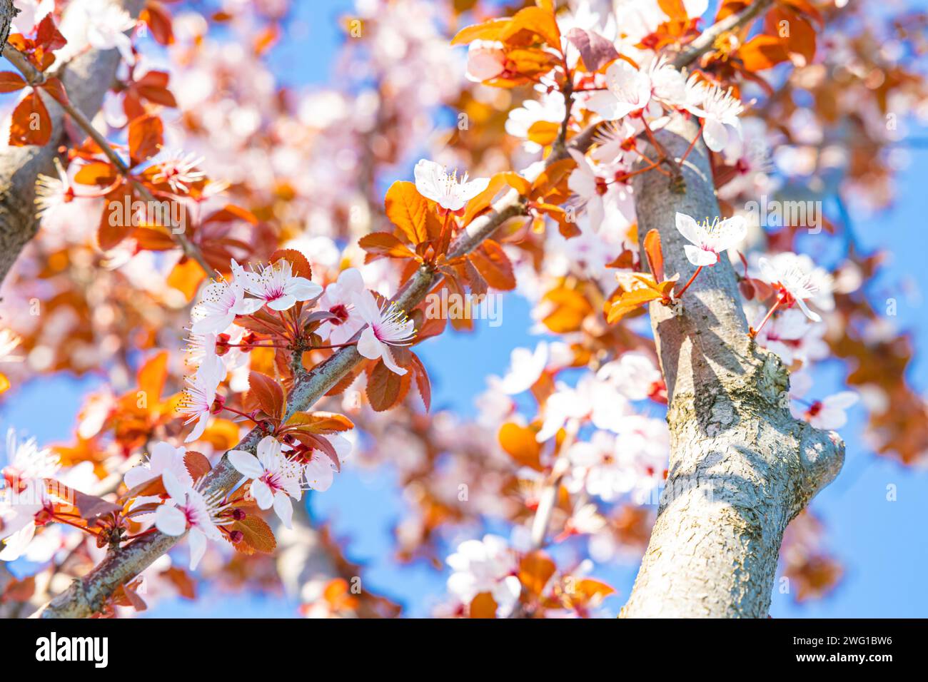 Pink and white blossom of a tree in focus. Spring concept photo Stock ...