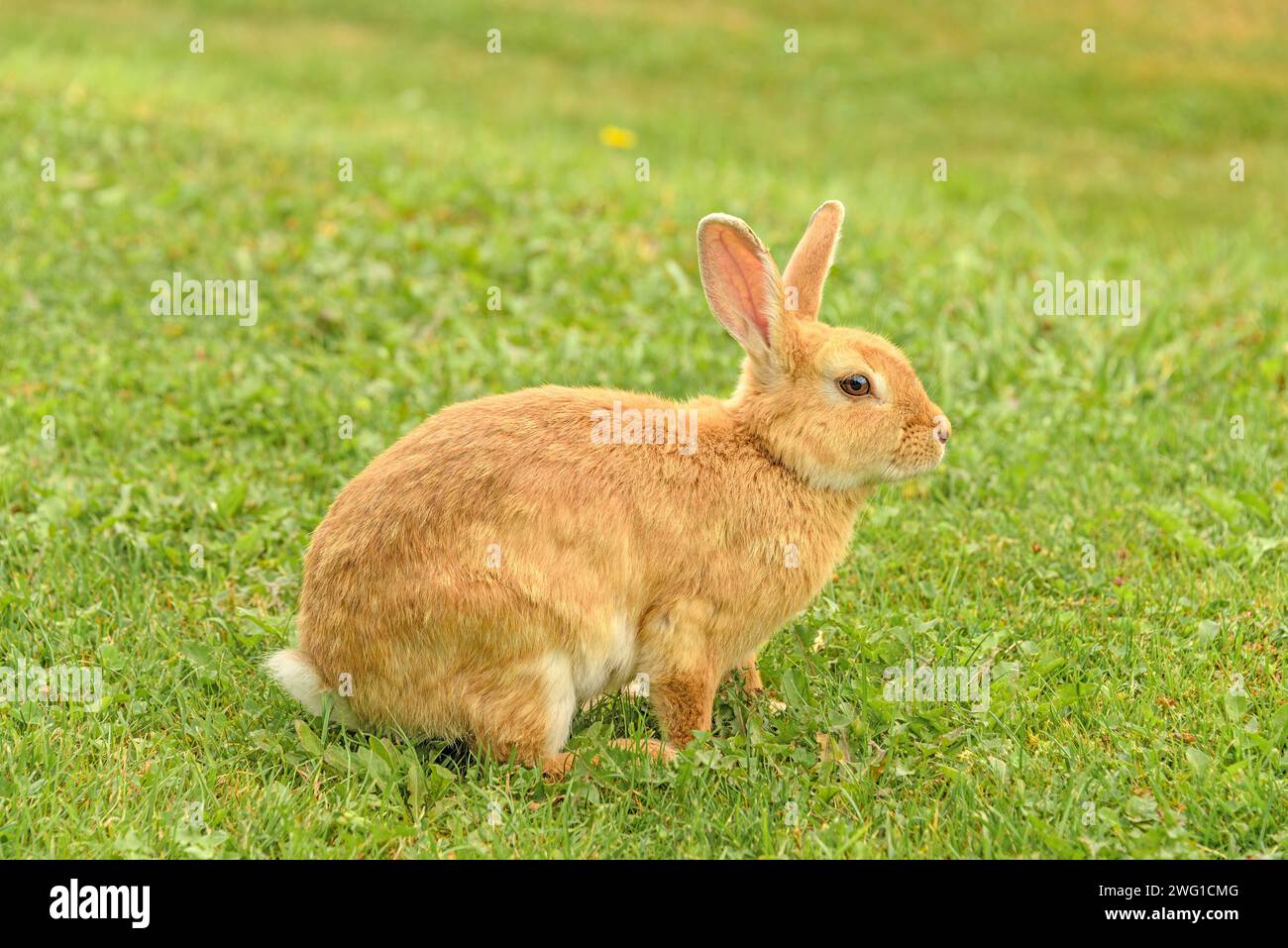 Peach rabbit in a wild on green lawn background Stock Photo - Alamy