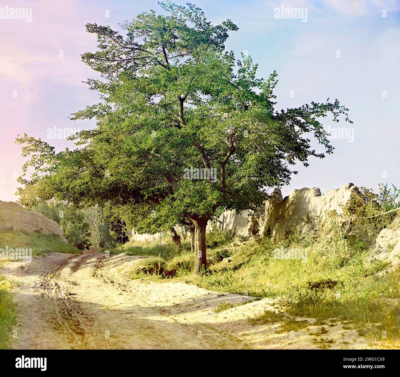 Mulberry tree, Samarkand, between 1905 and 1915 Stock Photo - Alamy