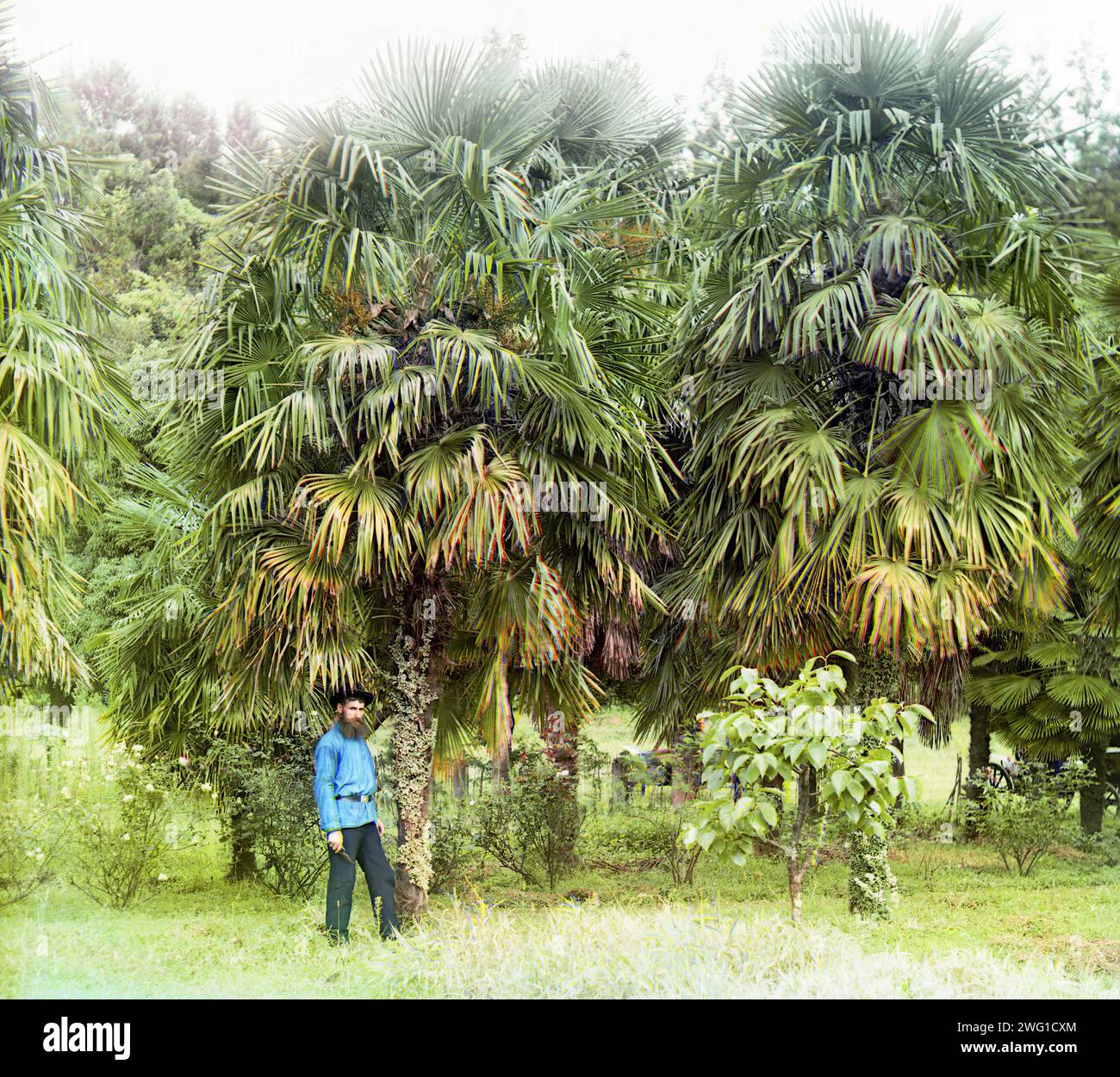 Alley of Chamaerops excelsus [windmill palm], between 1905 and 1915 ...