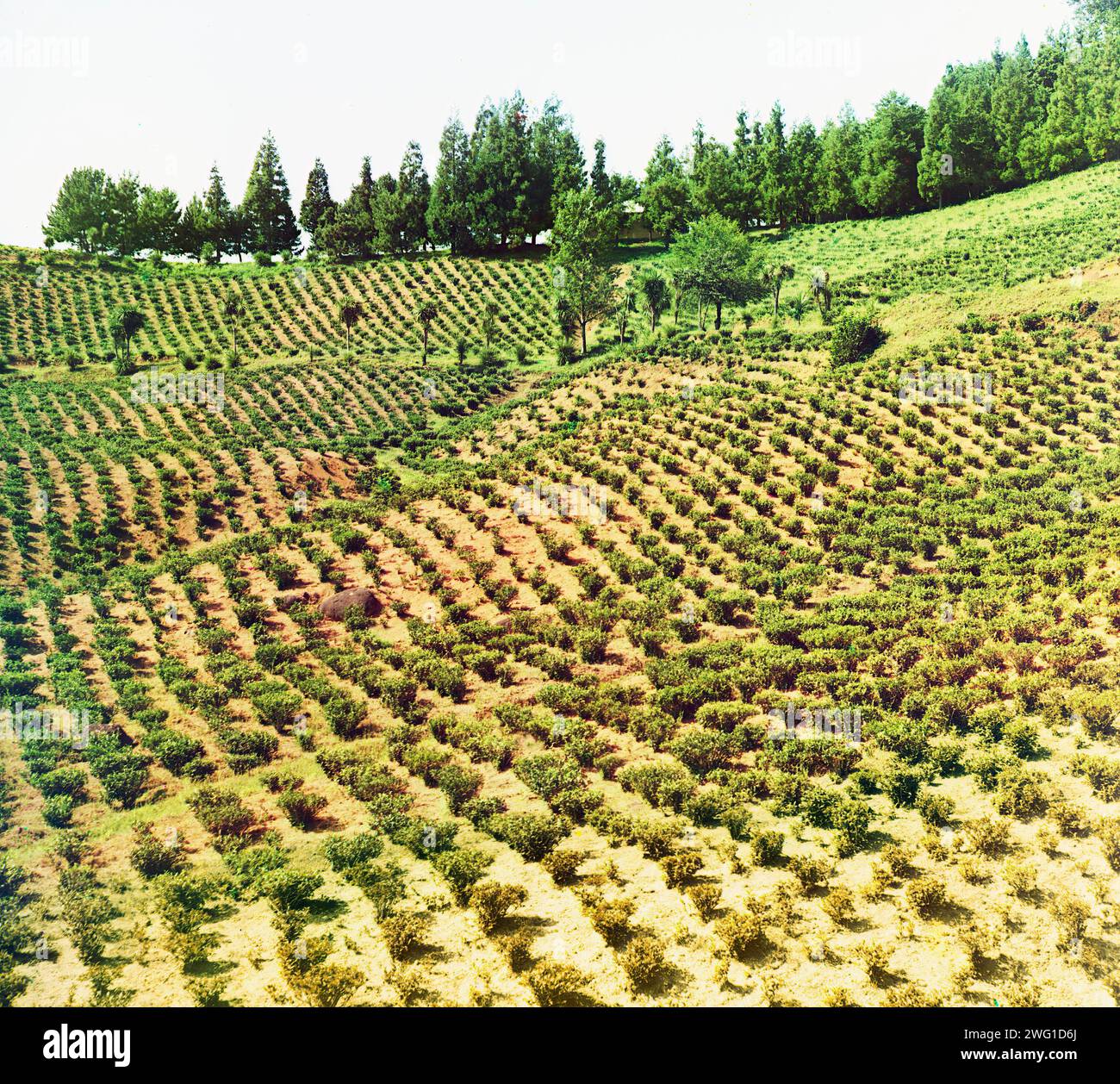 Tea plantations, Chakva, between 1905 and 1915. Tea bushes at Chakva, a ...