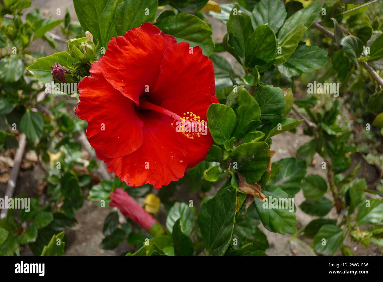 Hibiscus rosa sinensis fresh green hi-res stock photography and images ...