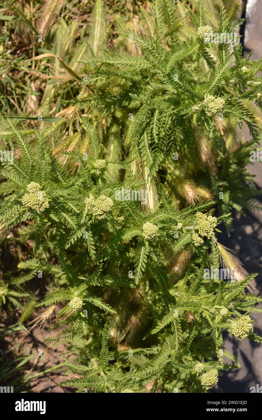 Straw tree ferns hi-res stock photography and images - Alamy