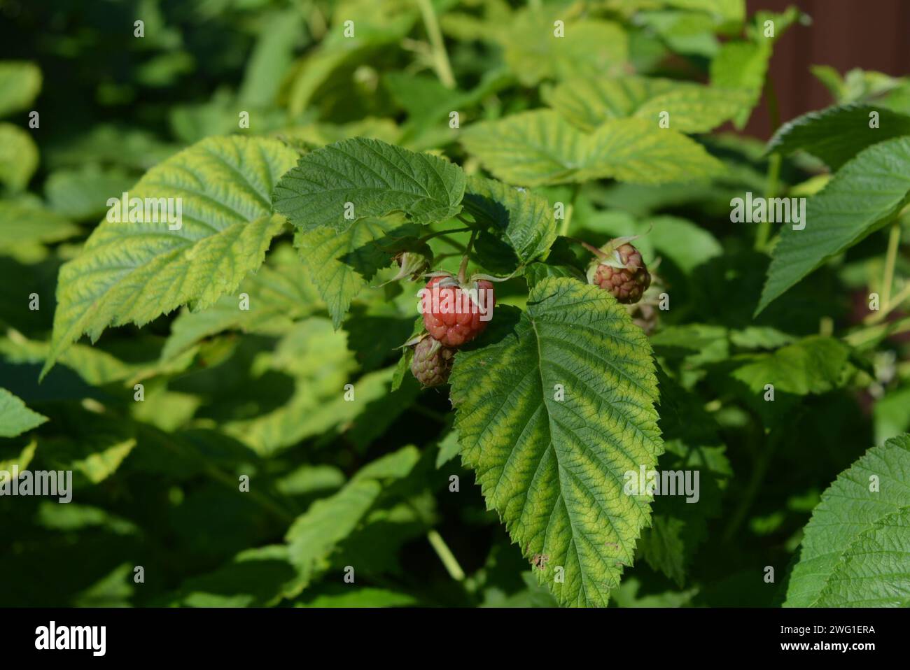 A home vegetable garden, a domestic raspberry patch, large raspberry ...