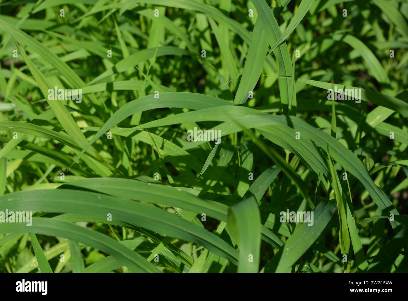 Field, field grass, green long succulent grass grows in the sunlight Stock Photo - Alamy