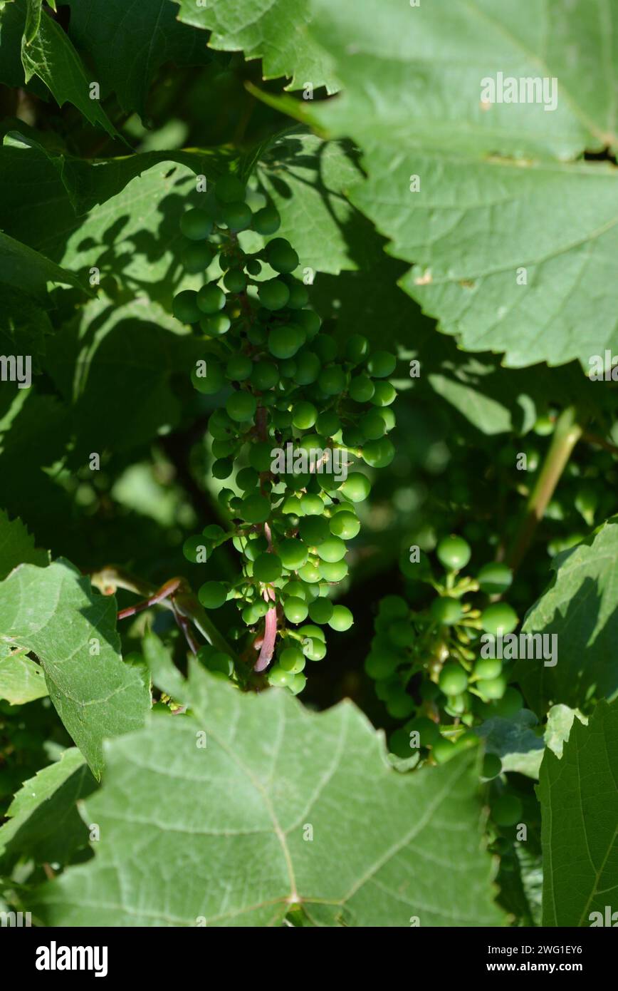 Red strawberry green grapes close hi-res stock photography and images ...