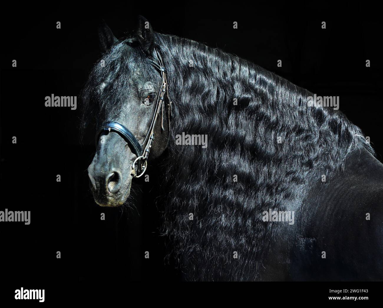 Black friesian horse with long hair mane in dark stable background ...