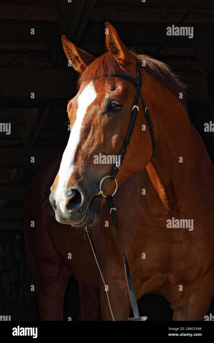 Bay Trakehner Horse with classic bridle Stock Photo - Alamy