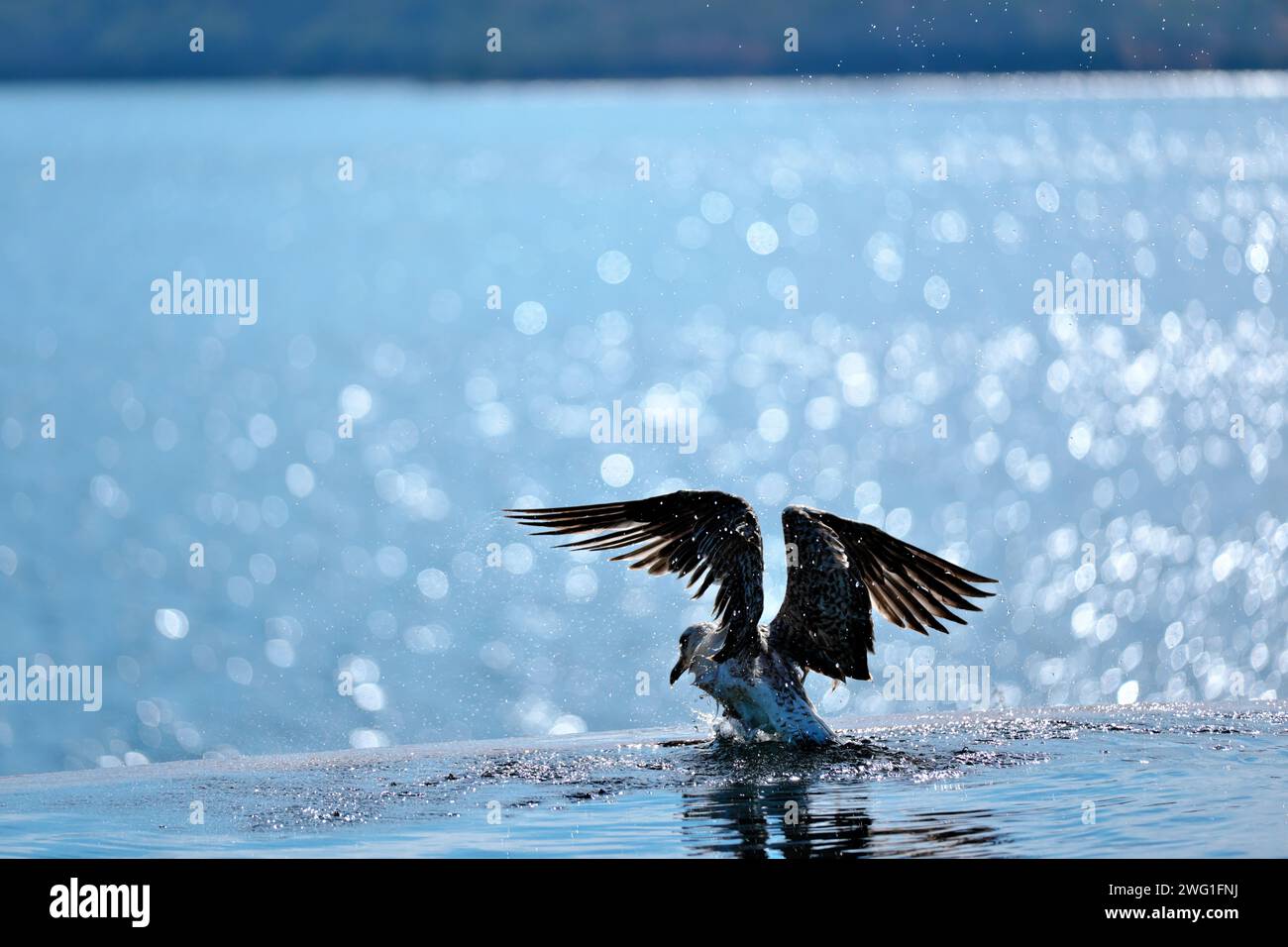 Seagull standing at the edge of an infinity pool with blue water at the ...