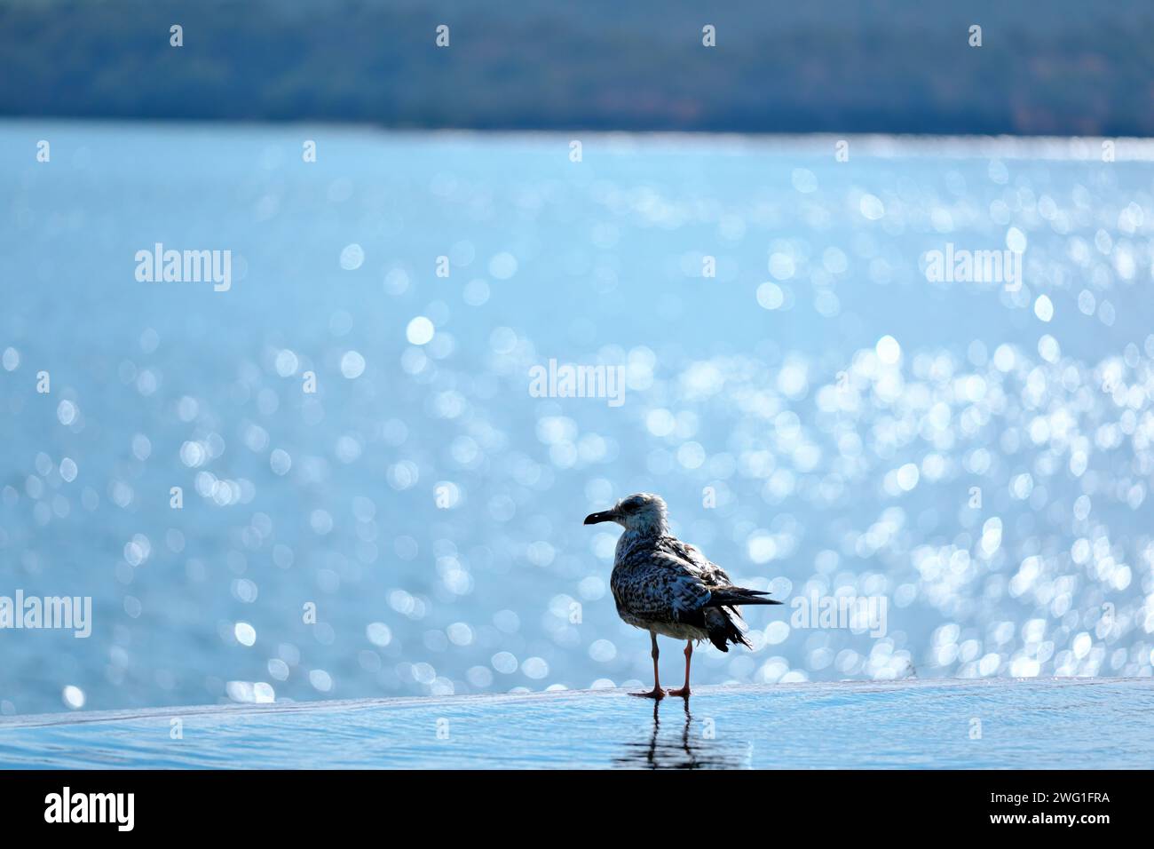 Seagull standing at the edge of an infinity pool with blue water at the ...
