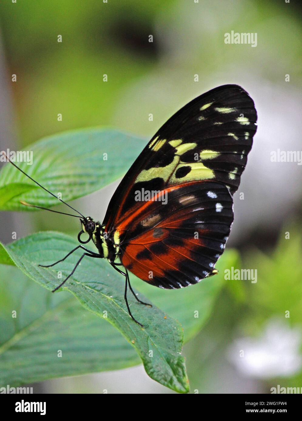 Isabella’s Longwing butterfly on a leaf Stock Photo - Alamy