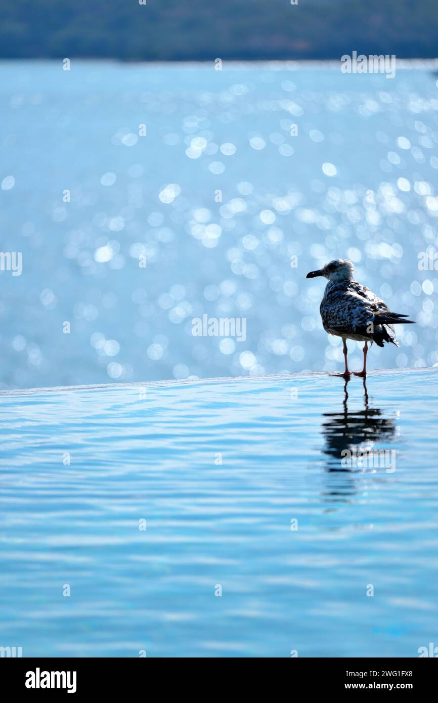 Seagull standing at the edge of an infinity pool with blue water at the ...