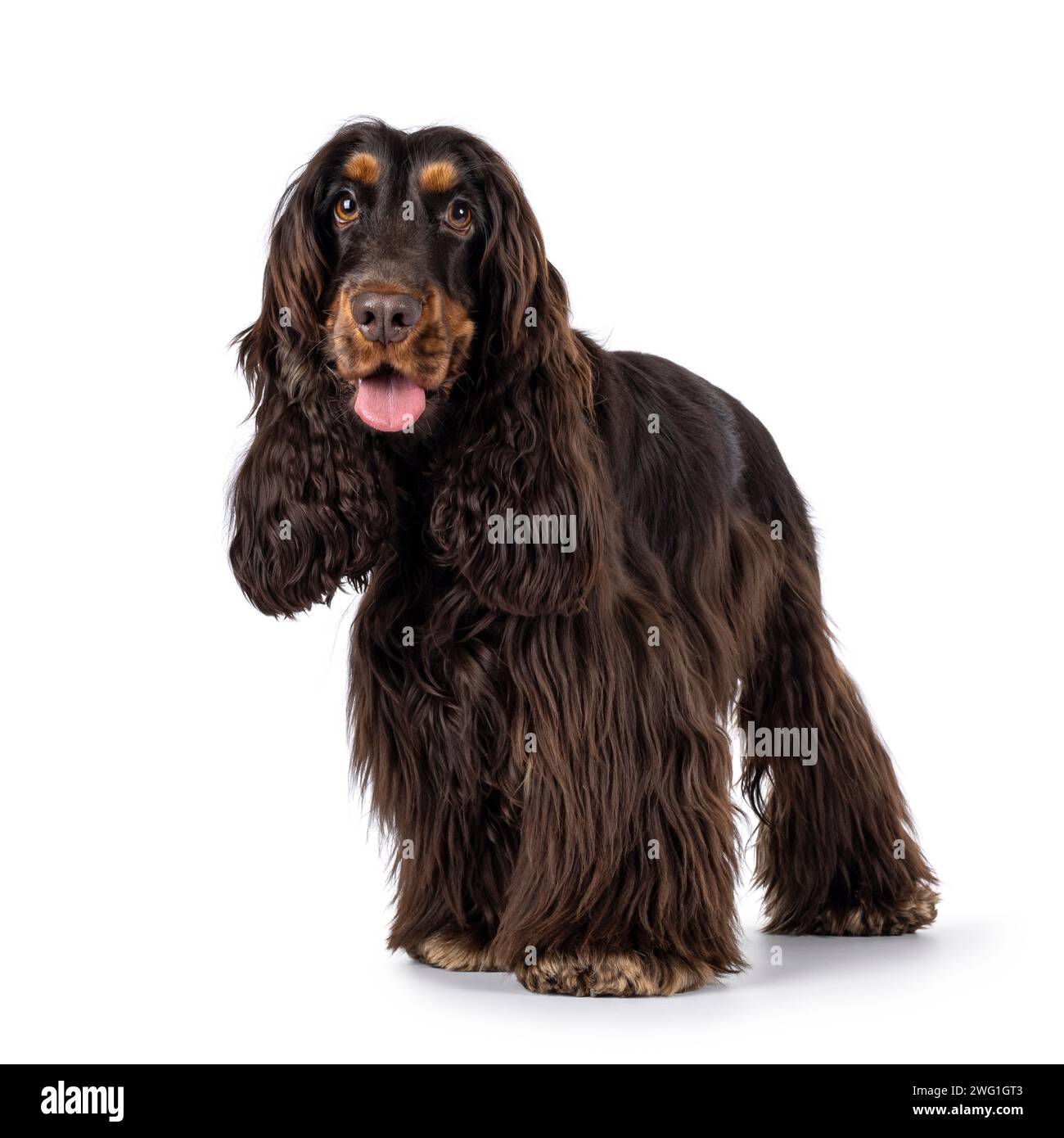 Adult choc and tan Cocker Spaniel dog, standing facing front. Looking ...