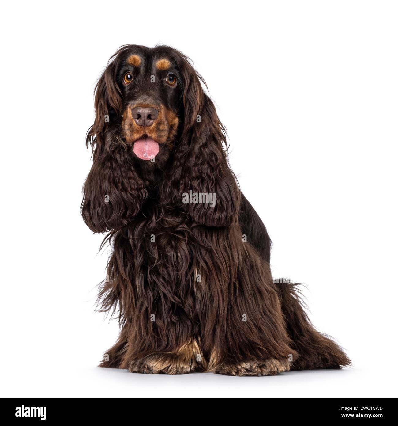 Adult choc and tan Cocker Spaniel dog, sitting up facing front. Looking ...