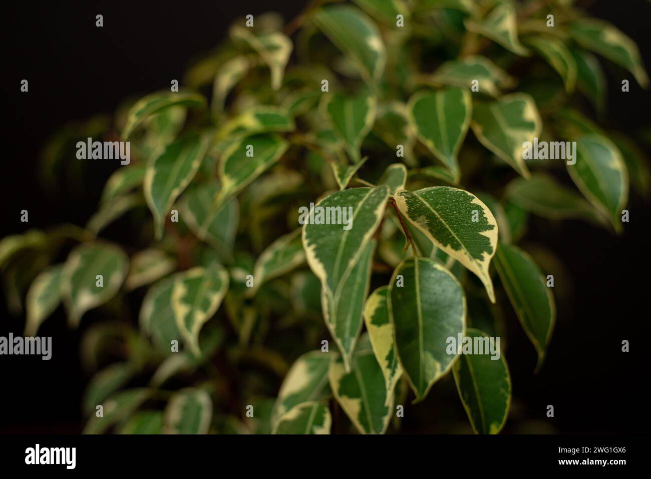 Variegated foliage of a Weeping Fig. Ficus benjamina Stock Photo - Alamy