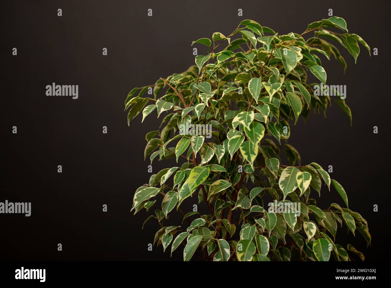 Variegated foliage of a Weeping Fig. Ficus benjamina Stock Photo - Alamy